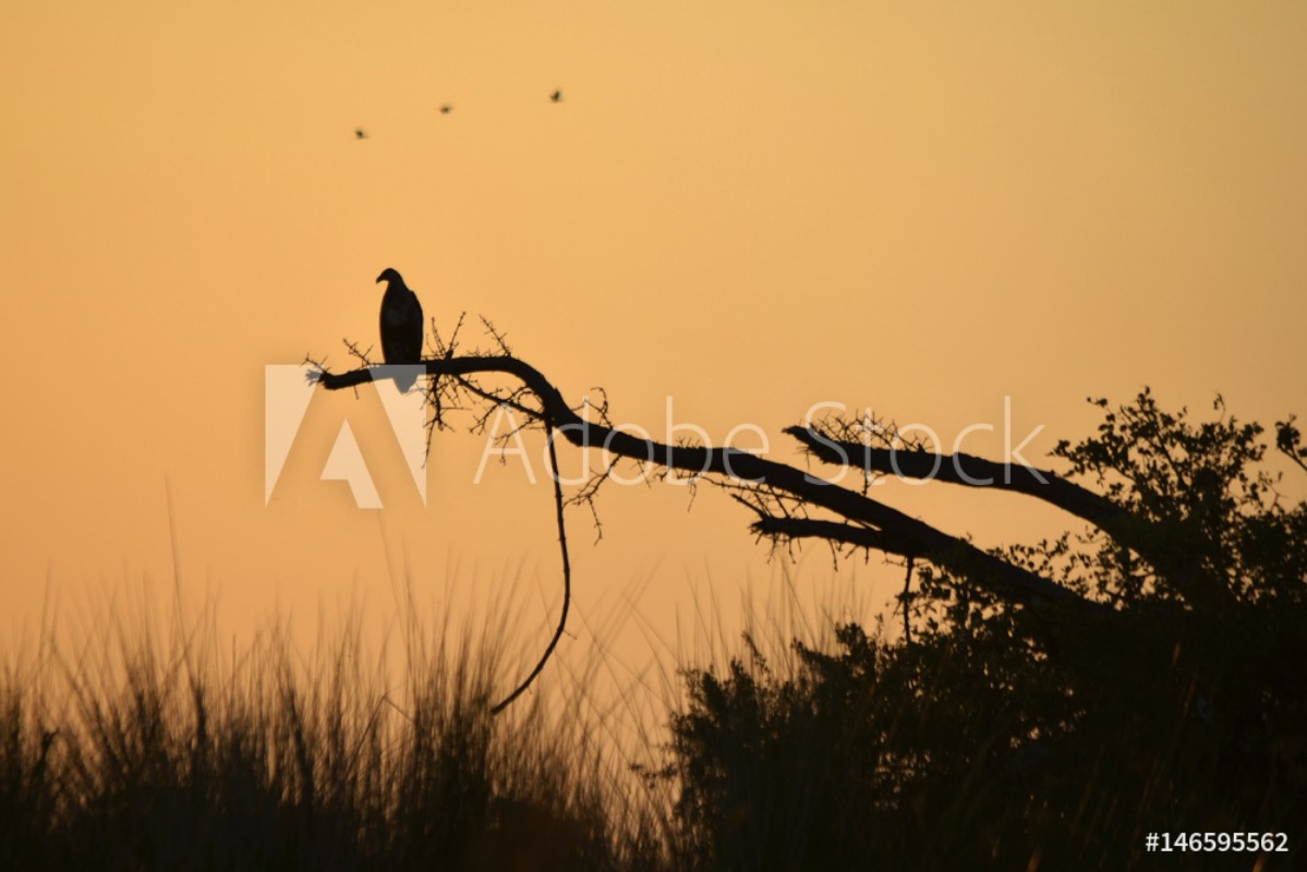 Fish Eagle Sunset in the Okavango Delta de Wallmural | Wallpassion