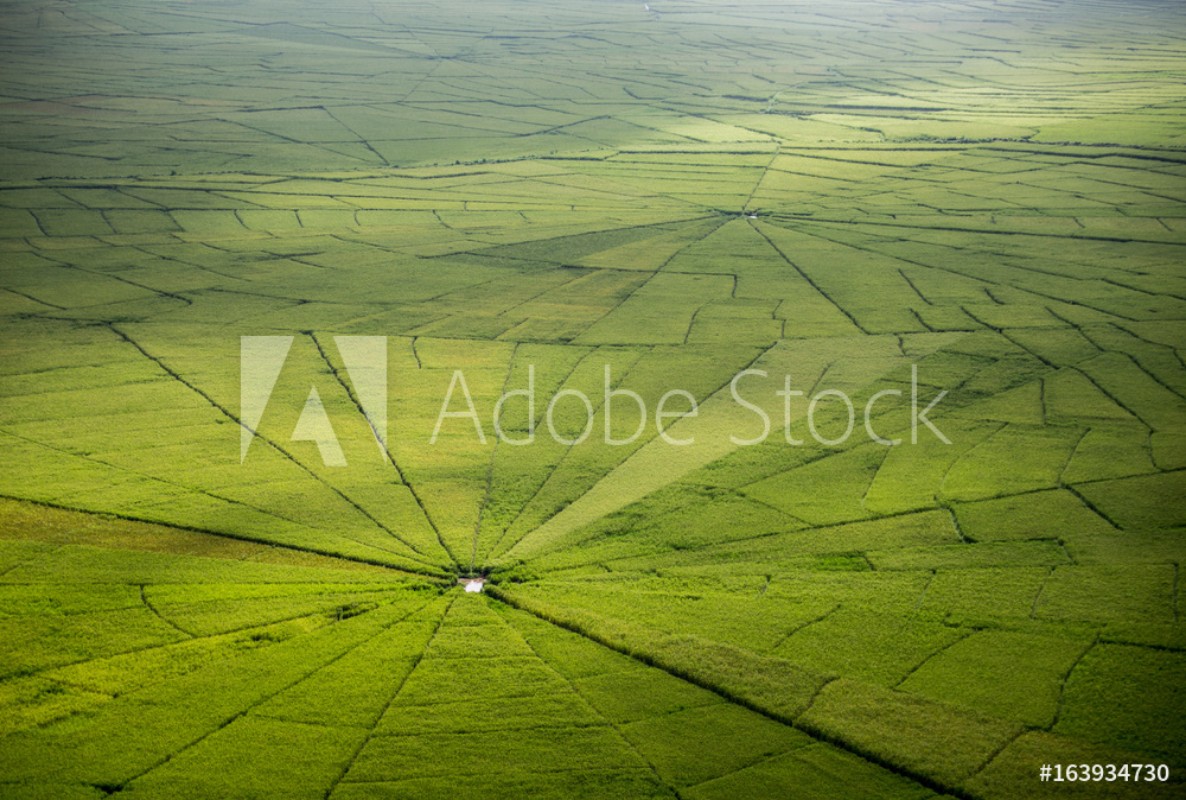 Spider web rice field in Ruteng de Wallmural | Wallpassion