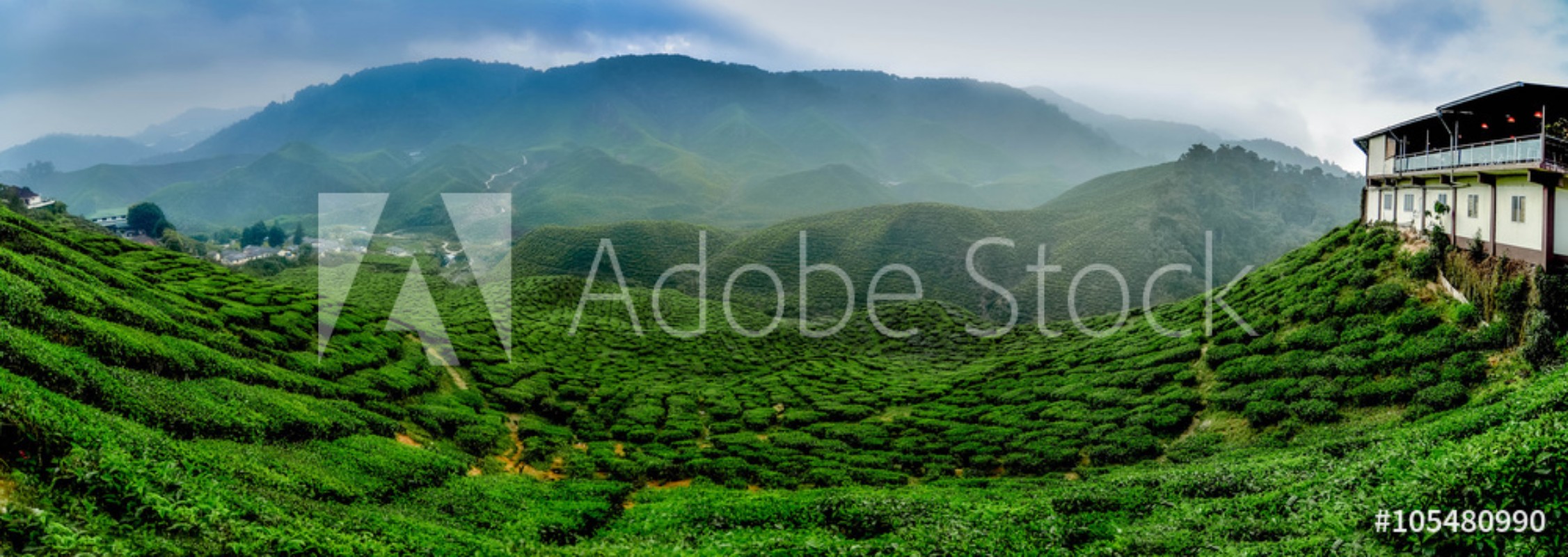 Wide view the beautiful tea plantation at Cameron Highland Malaysia ...