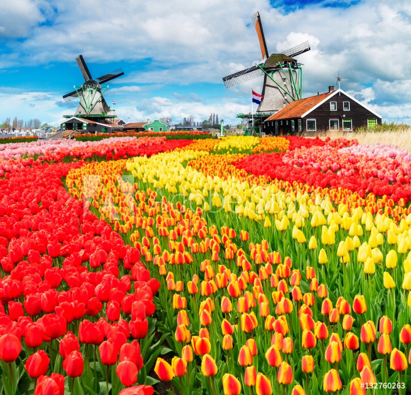 two traditional Dutch windmills of Zaanse Schans and rows of tulips ...