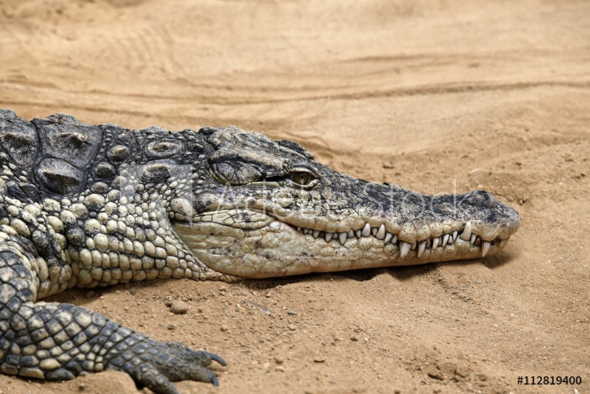 El cocodrilo del Nilo Crocodylus niloticus es una especie de saurpsido ...