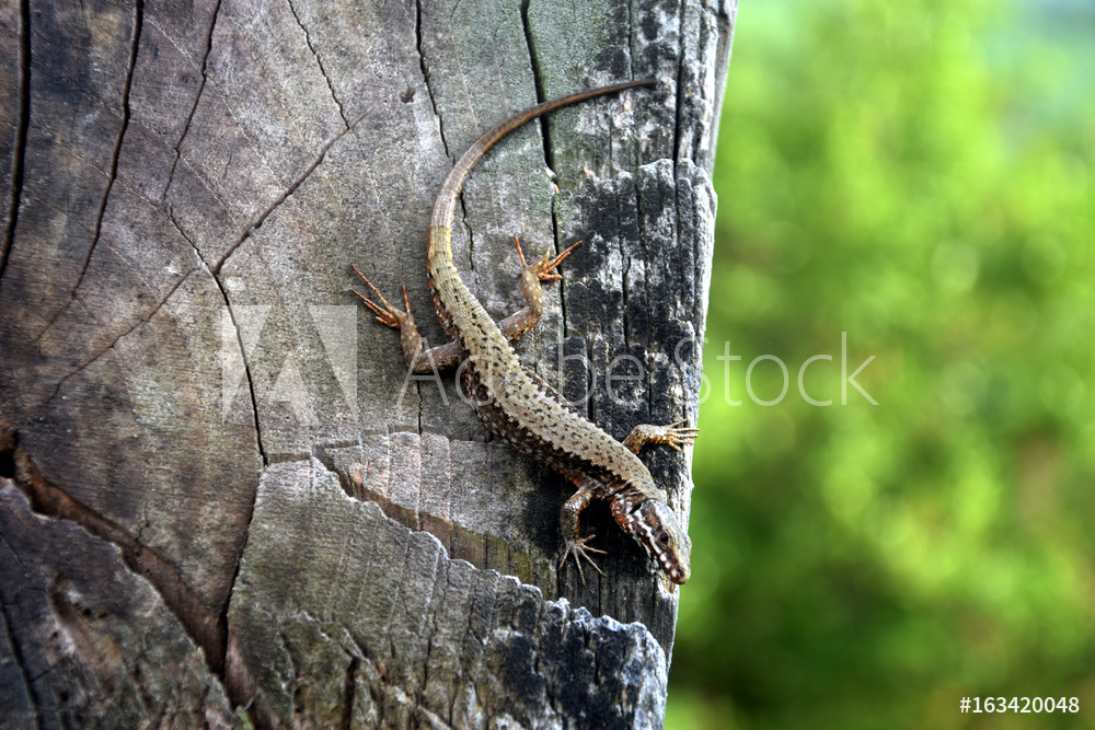 Lacertilia Guteri Akkedis Lagarto Lizard Lucertola Lizards Jeti ...