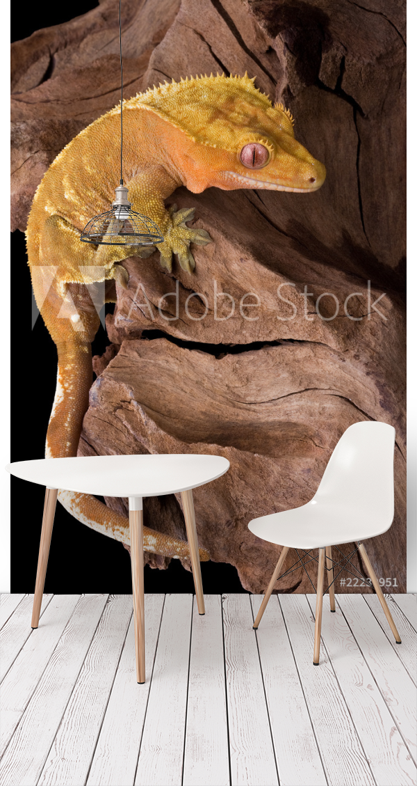 Crested gecko climbing from Wallmural | Wallpassion