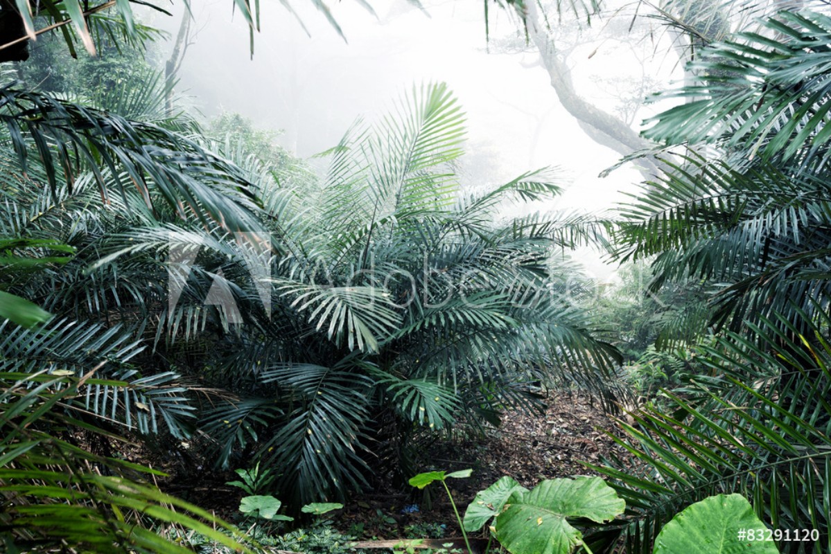Trees bush in forest från Fototapeter | Familjetapeter