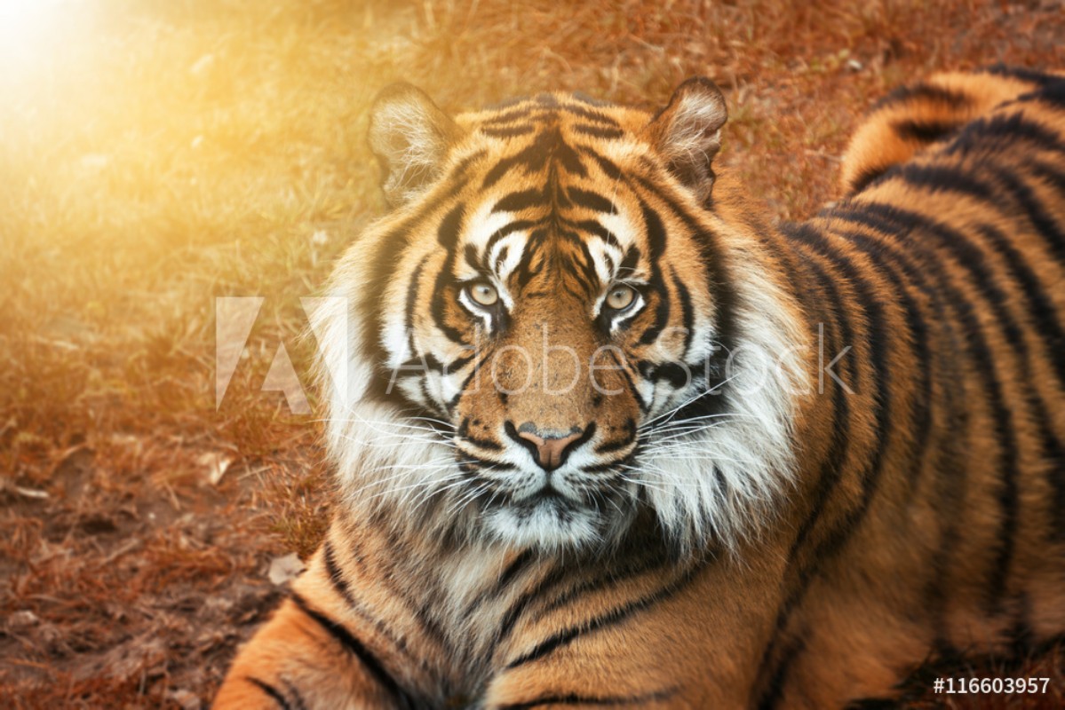 Tiger mnnchen bei Sonnenuntergang von nah im Portrait mit intensiven ...