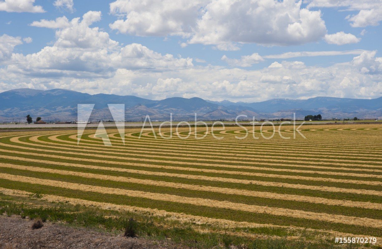 Cut Hay Field Patterns from Wallmural | Wallpassion
