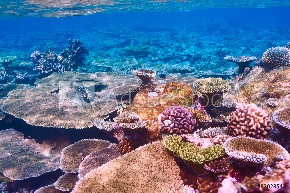 Coral reef at Maldives from Wallmural | Wallpassion