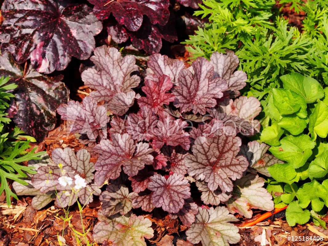 Purple Heuchera Milan - coral bells alumroot from Wallmural ...