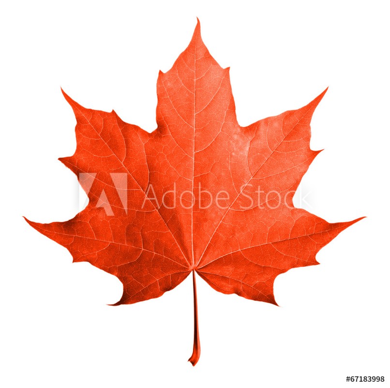 Wall mural Red maple leaf isolated from Scandiwall | Wallpassion
