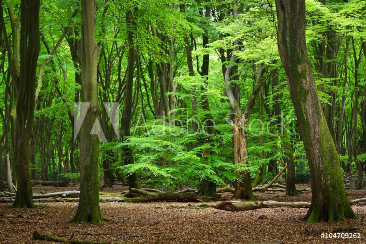 Fototapet Walkway in a green spring forest Veluwe the Netherlands ...