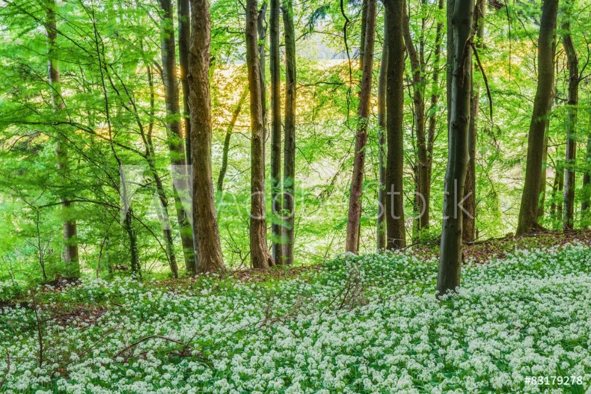 Spring in the Woods from Wallmural | Wallpassion
