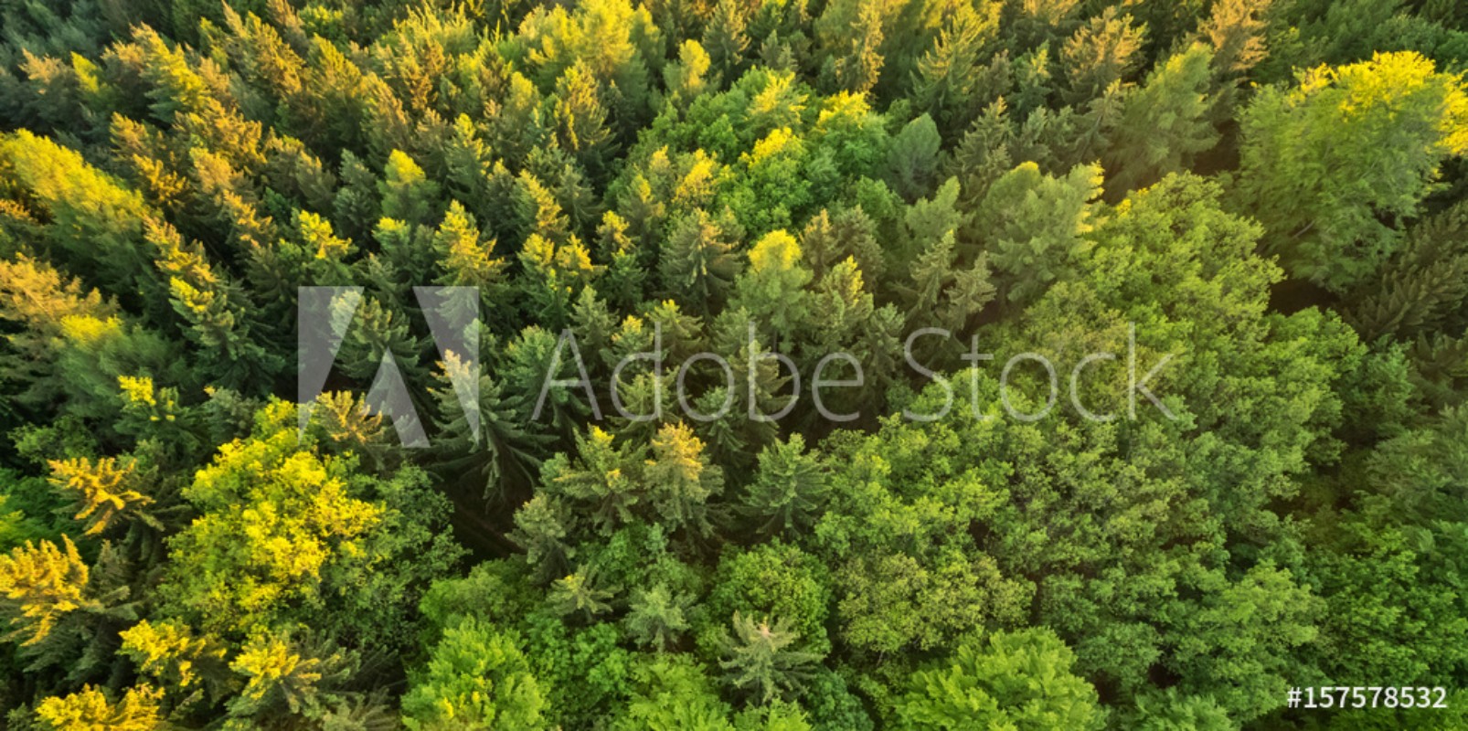 Aerial view of spruce forest from Wallmural | Wallpassion