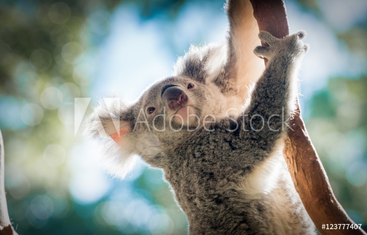 Fototapet Climbing Koala från Scandiwall | Familjetapeter