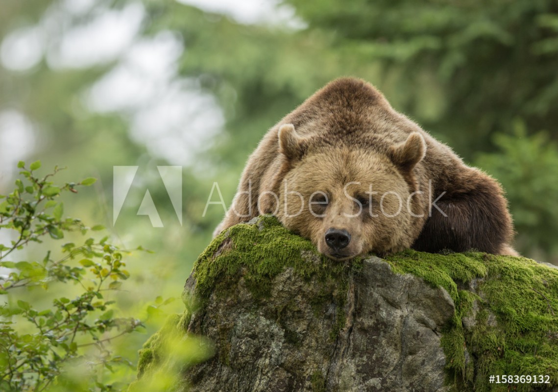 ours from Wallmural | Wallpassion