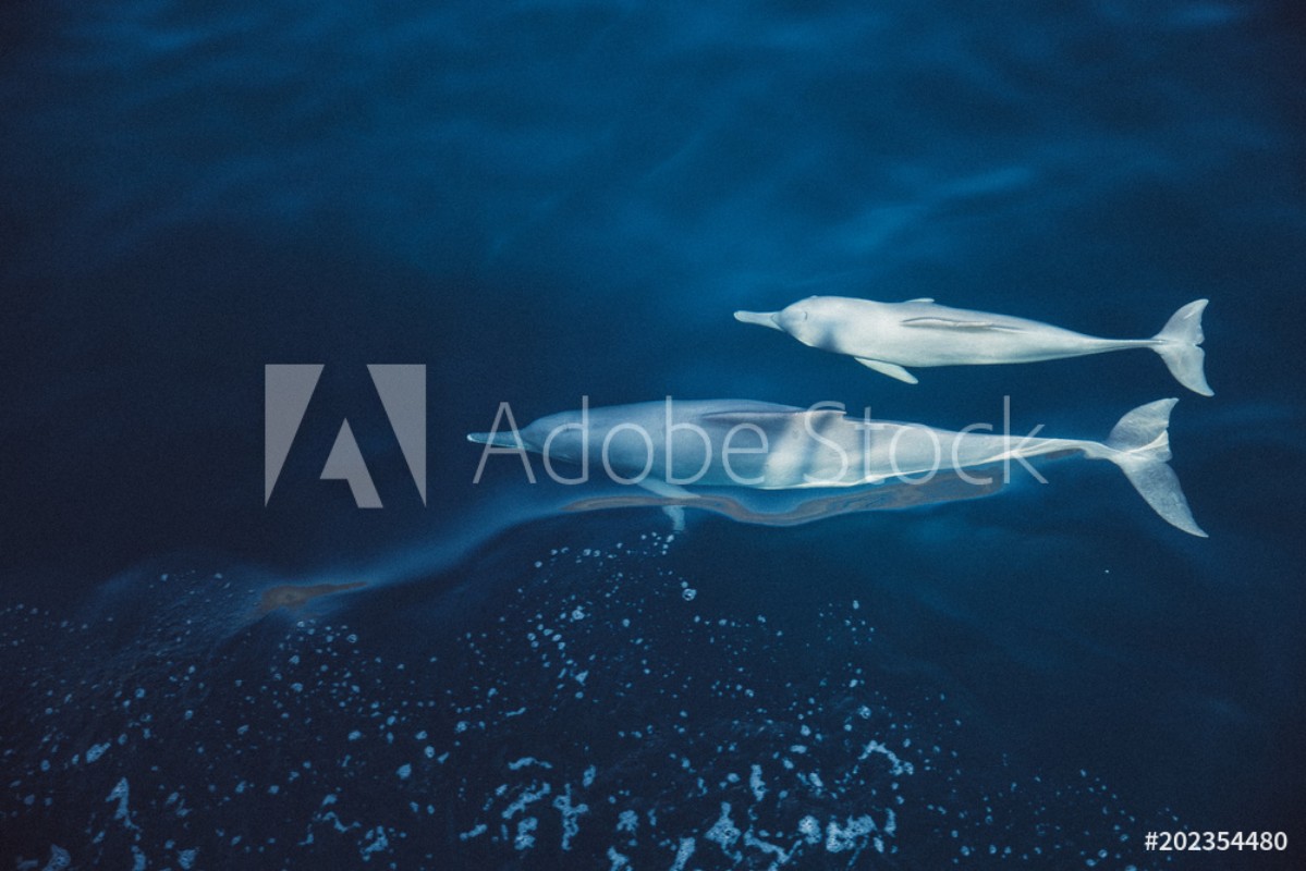 Delfin mit Baby unter Wasser from Wallmural | Wallpassion