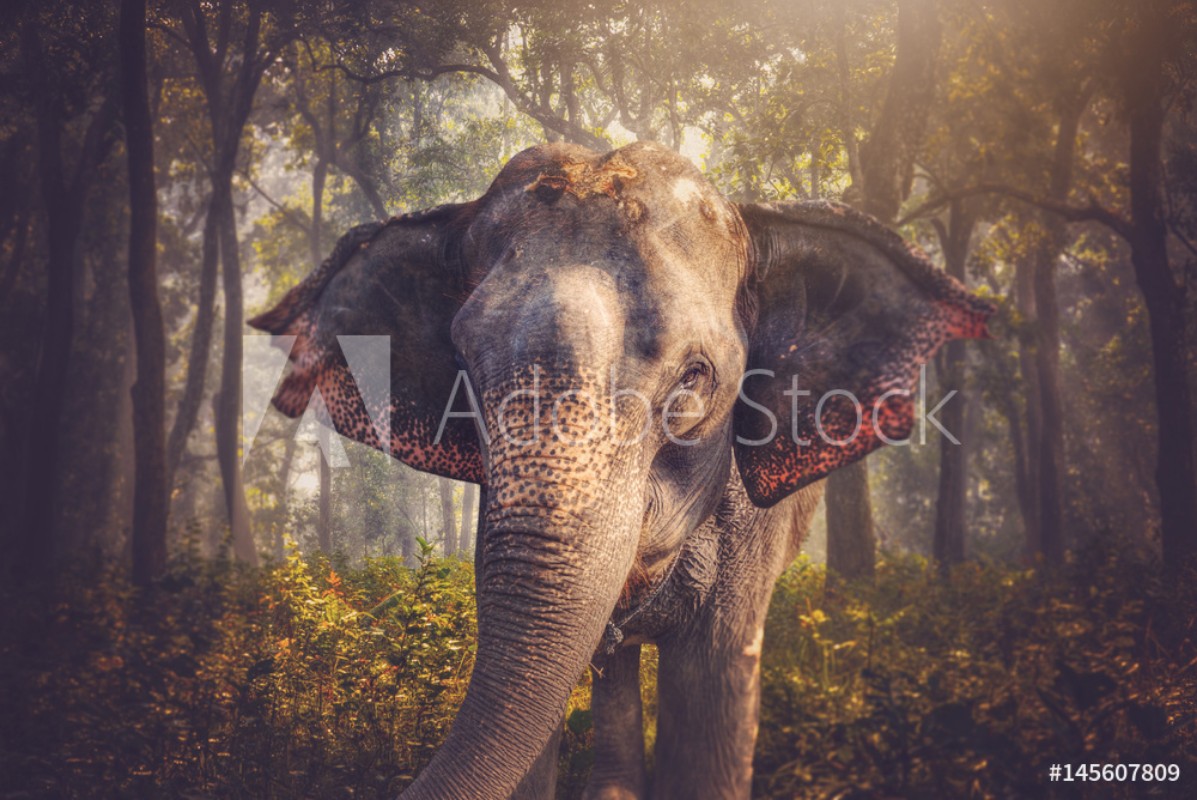 Elephants in Chitwan de Wallmural | Wallpassion