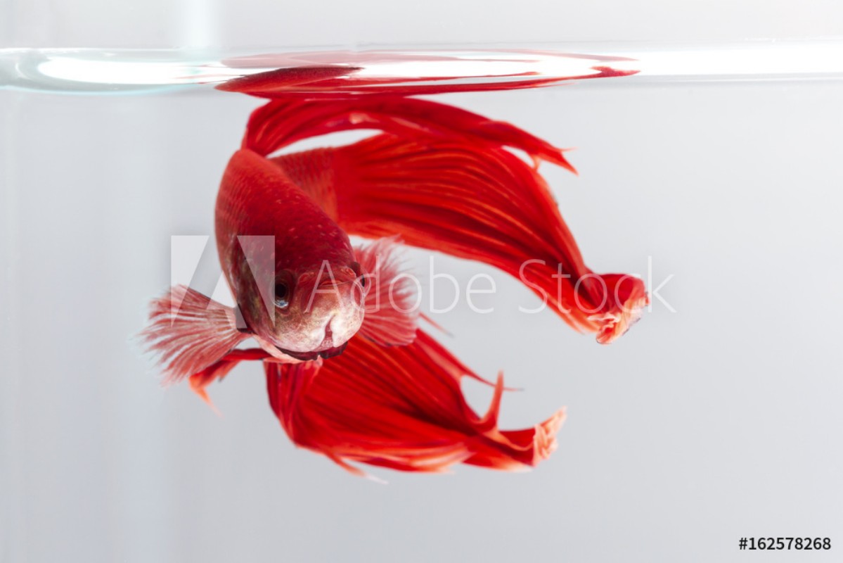 Fotobehang Veil tail betta fish movement in fresh water van Scandiwall ...