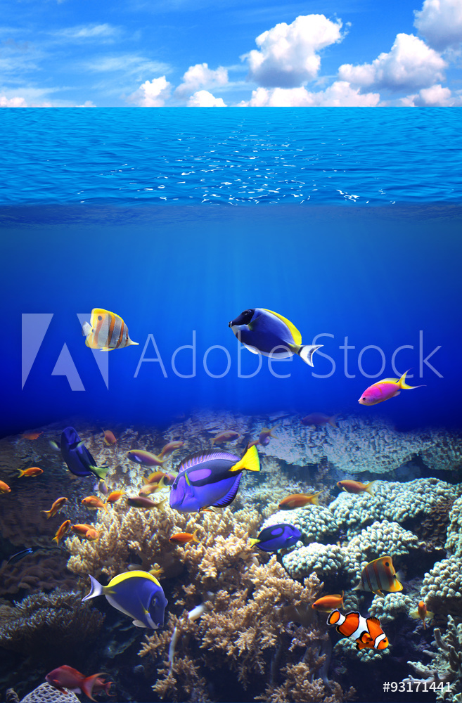 Underwater scene with tropical fish from Wallmural | Wallpassion