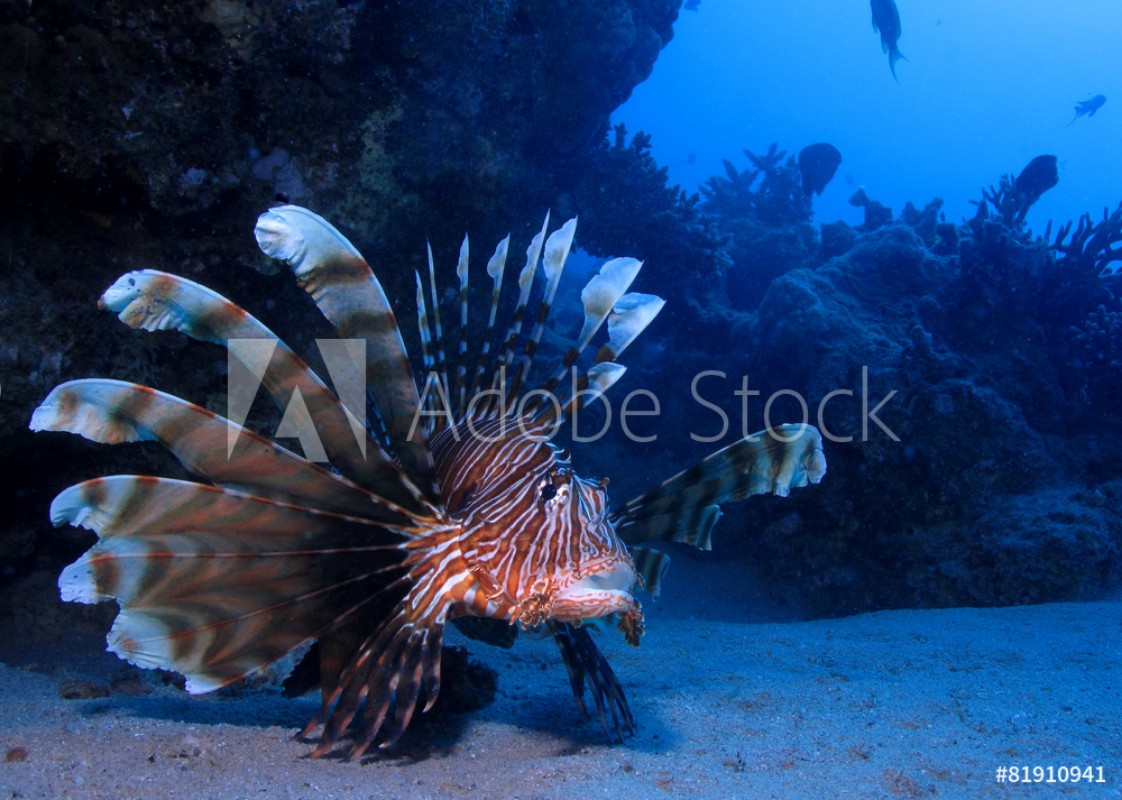 Wall mural Lion fish from Scandiwall | Wallpassion