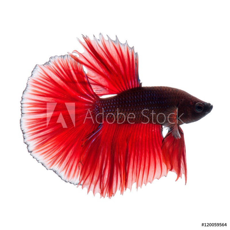 Wall mural Red betta fish from Scandiwall | Wallpassion