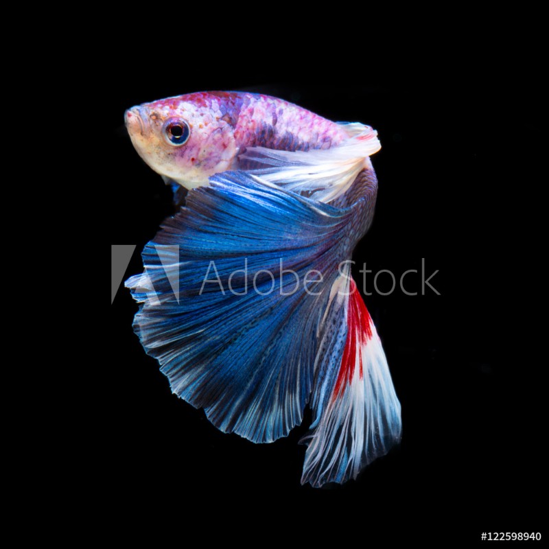 Fotobehang Betta fish van Scandiwall | Wallpassion
