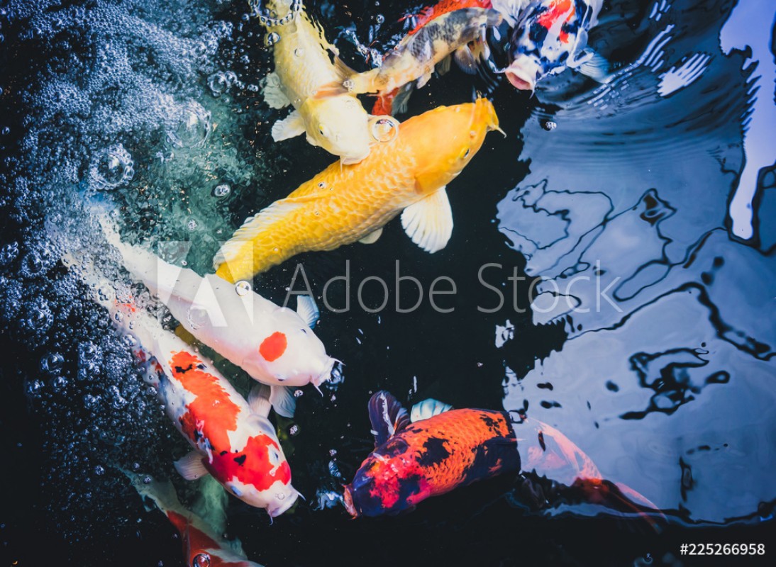 Fotobehang Koi Carp fish van Scandiwall | Wallpassion