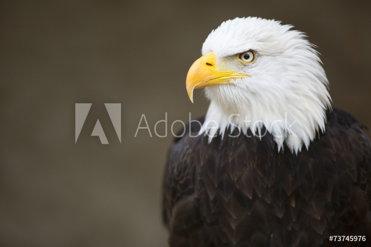Papier peint photo Bald headed eagle side profile de Scandiwall ...