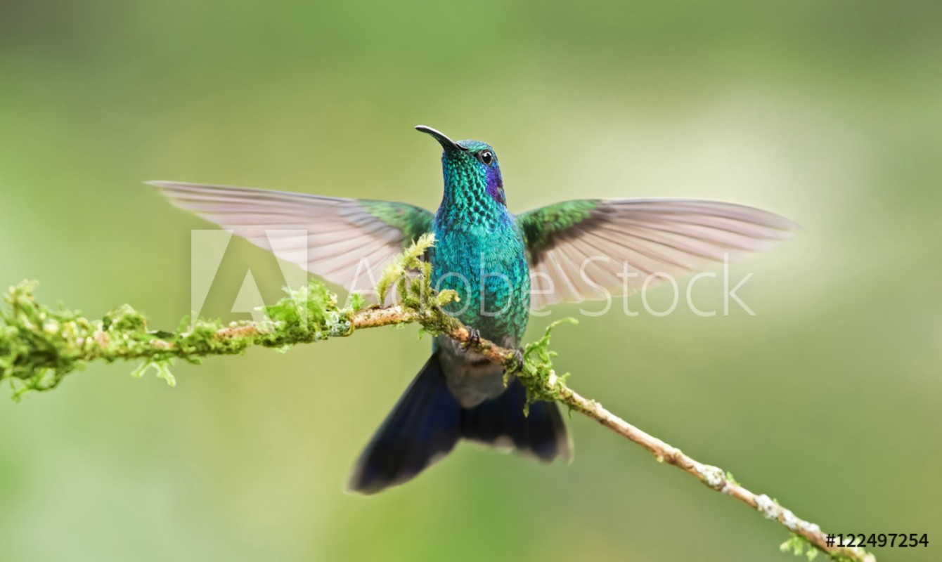Wall mural Green violetear hummingbird spreading its wings while ...