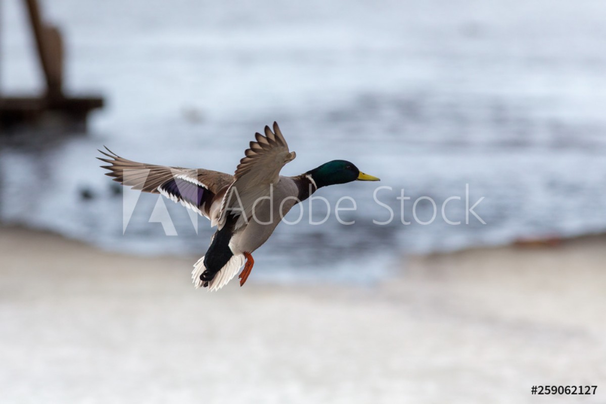 Wall mural Duck in flight from Scandiwall | Wallpassion.co