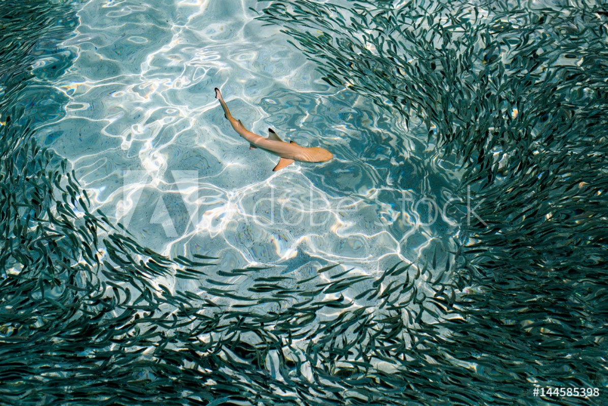 Hunting reef shark glides through shoal of fish looking for the weak ...