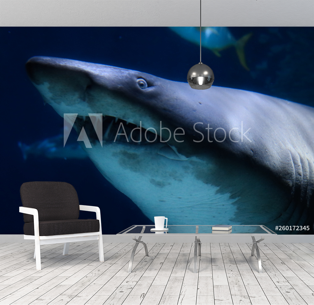 Dieses einzigartige Bild zeigt einen groen Hai Dieses wunderbare Tier ...