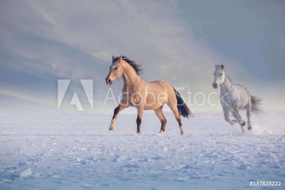 Buckskin stallion and white stallion run on snow in winter from ...