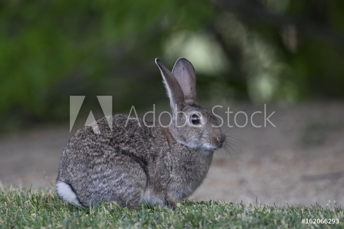 Conejo from Wallmural | Familywallpapers