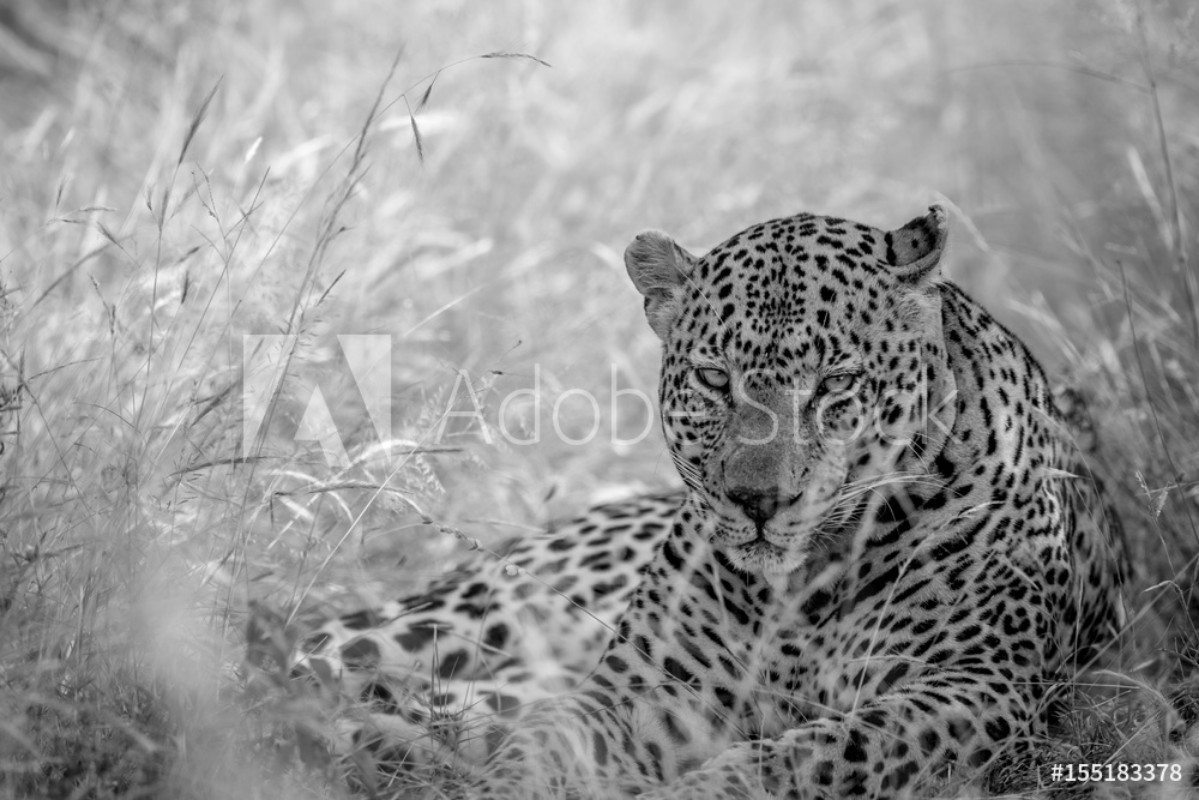 Big male Leopard laying in the high grass de Wallmural | Wallpassion