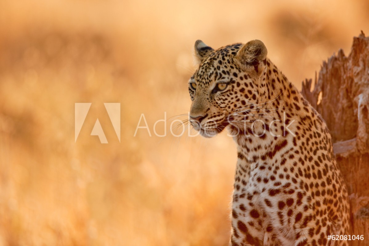 Leopard at Sunset from Wallmural | Wallpassion