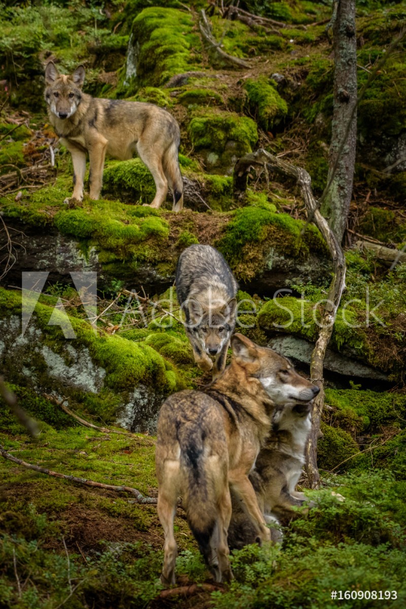 Alaska wolf pack Canis lupus from Wallmural | Wallpassion
