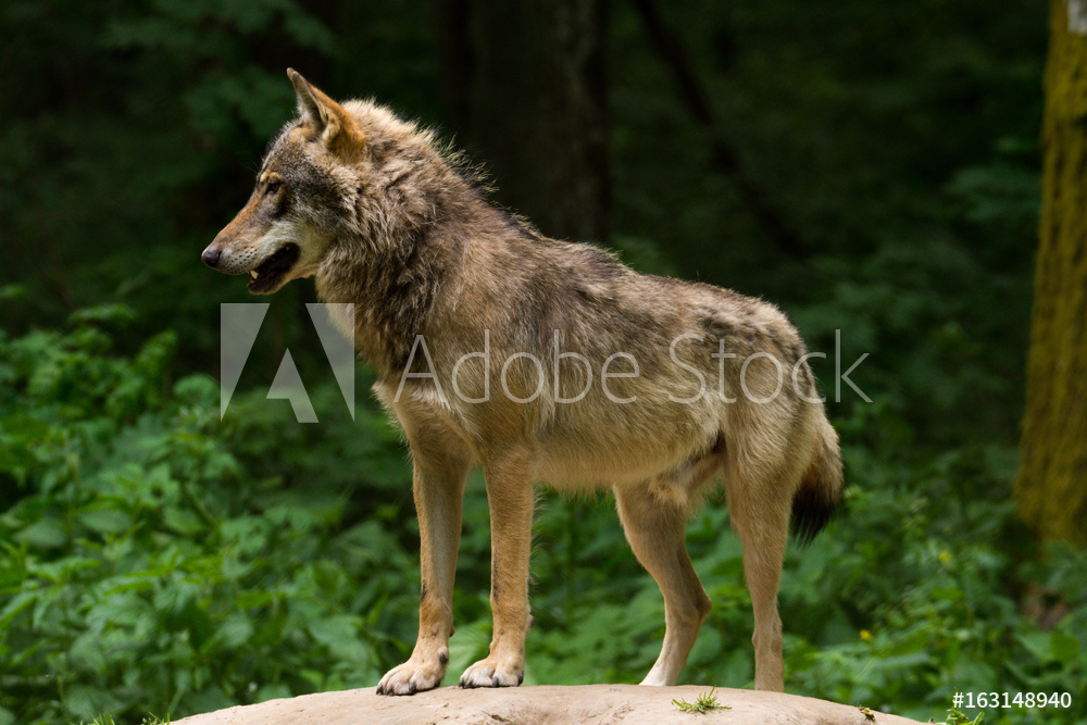 Grey Wolf Canis lupus from Wallmural | Wallpassion