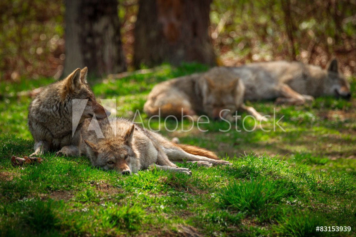 Pack of Coyotes Sleeping and Resting in Forest from Wallmural ...