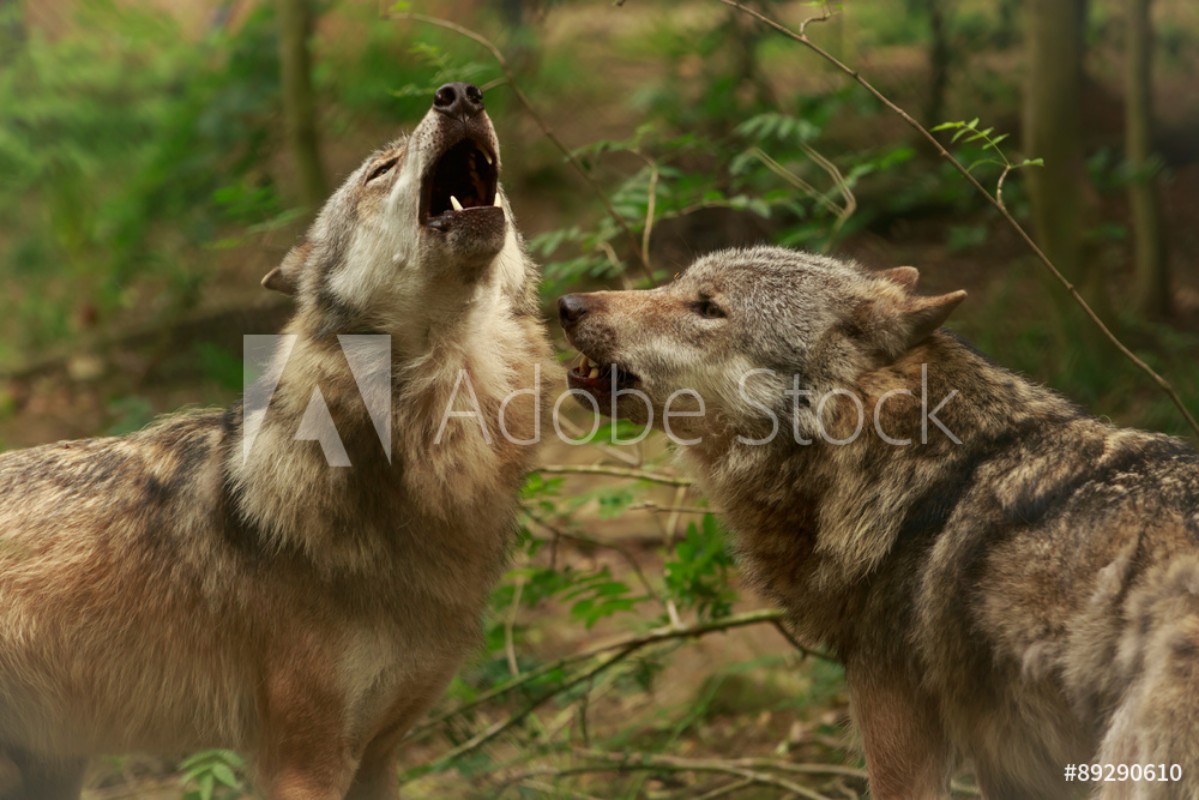 Heulende Wlfe de Wallmural | Wallpassion