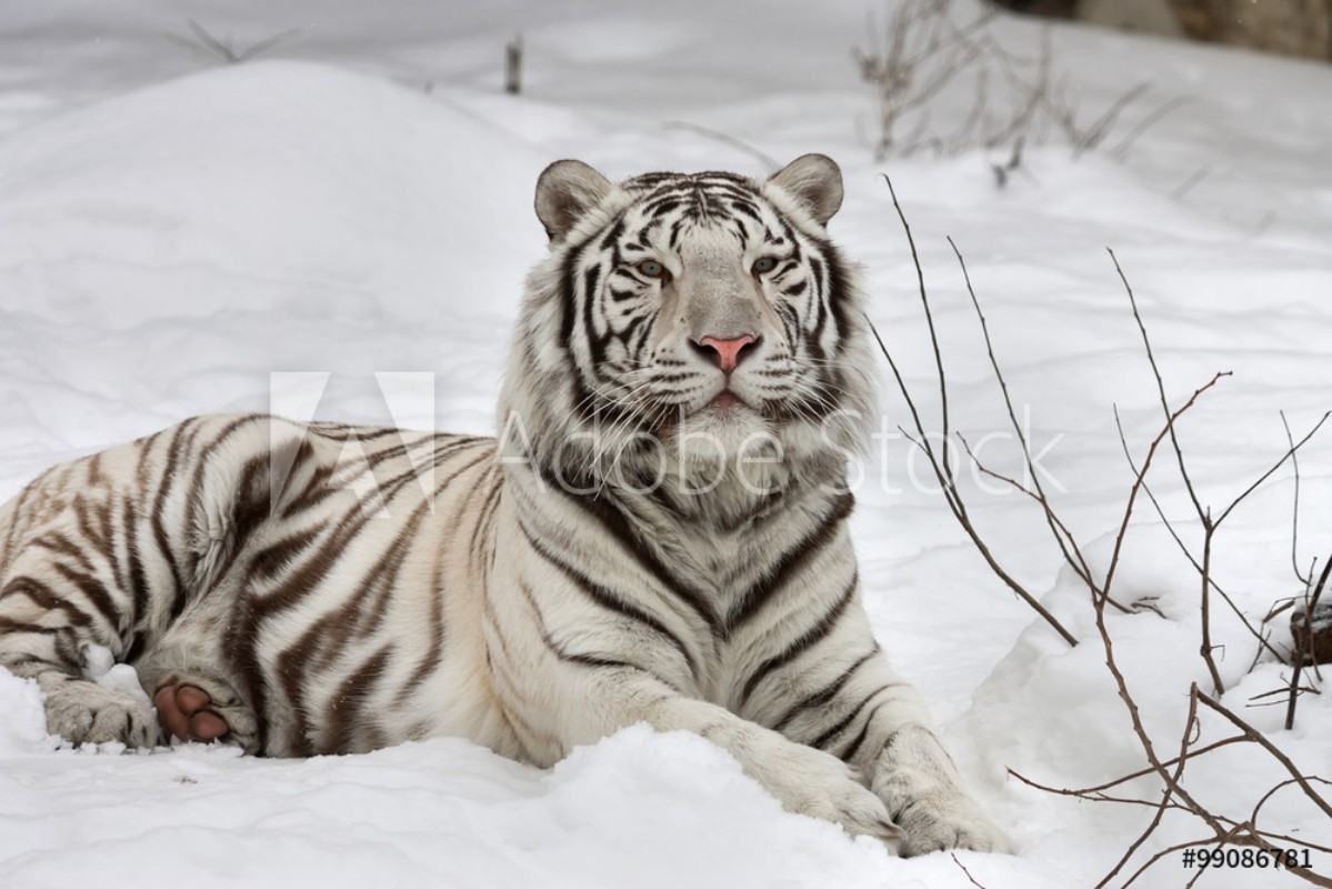 A white bengal tiger calm lying on fresh snow from Wallmural | Wallpassion