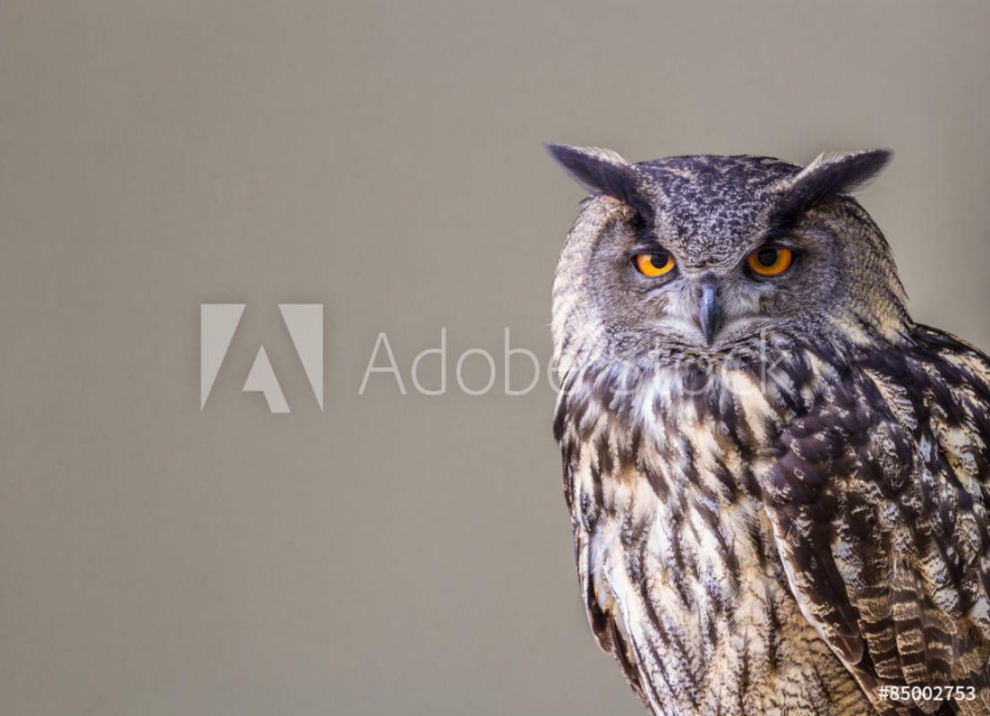 Papier peint photo Eule de Scandiwall | Wallpassion