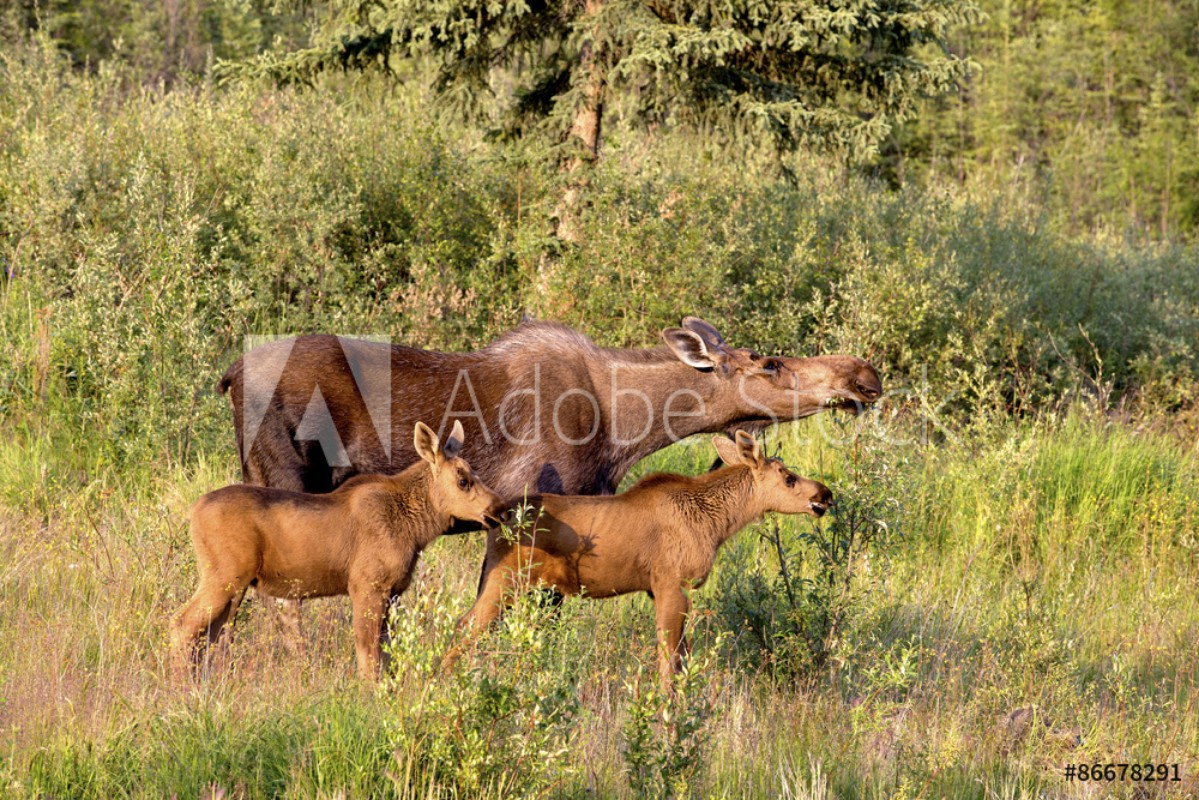Mother moose with two babies from Wallmural | Wallpassion