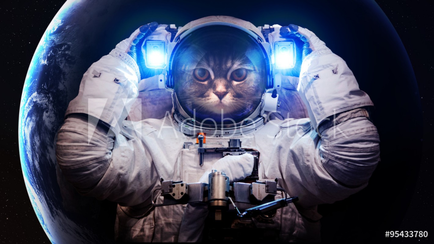 Papier peint photo Beautiful cat in outer space Elements of this image ...