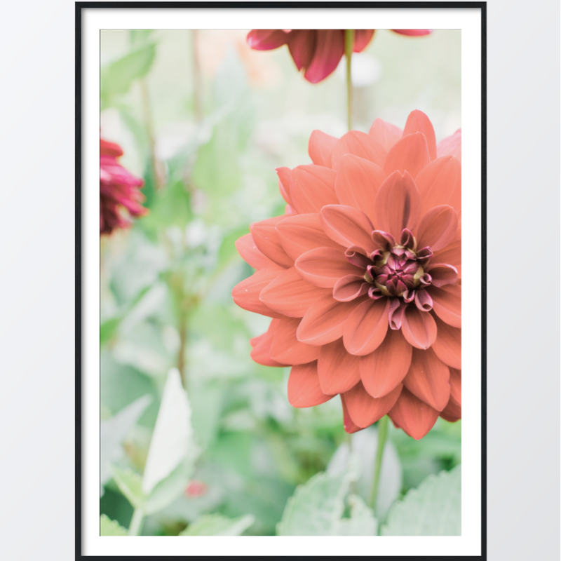 Bright red flower poster från | Familjetapeter