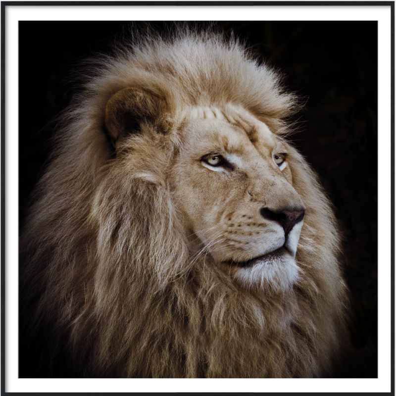 Proud lion plakat fra | Familietapeter