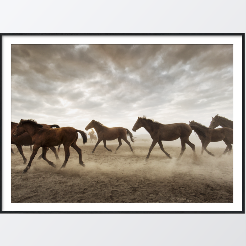 Wild horses poster från | Familjetapeter