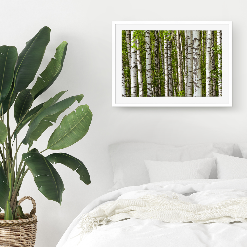 Birch wood poster från | Familjetapeter