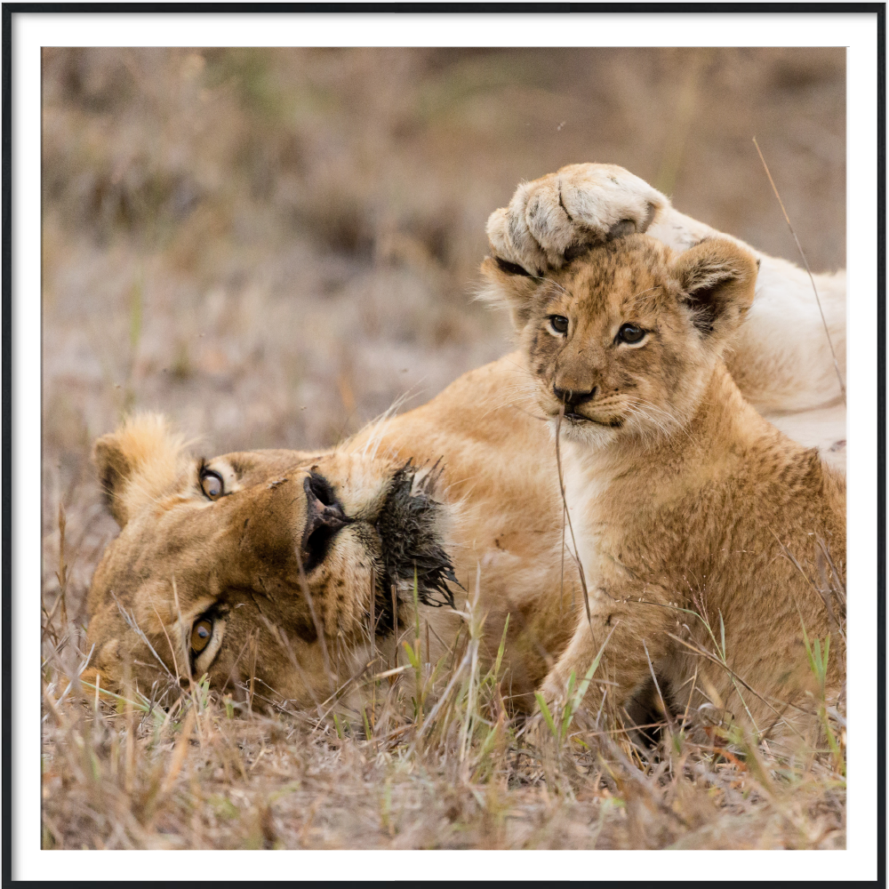 Pat the lion cub poster från | Familjetapeter