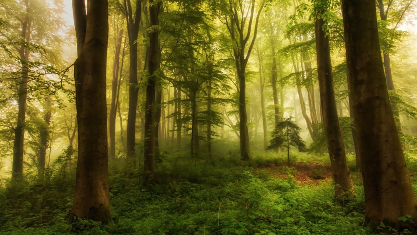 The Little Tree de | Wallpassion